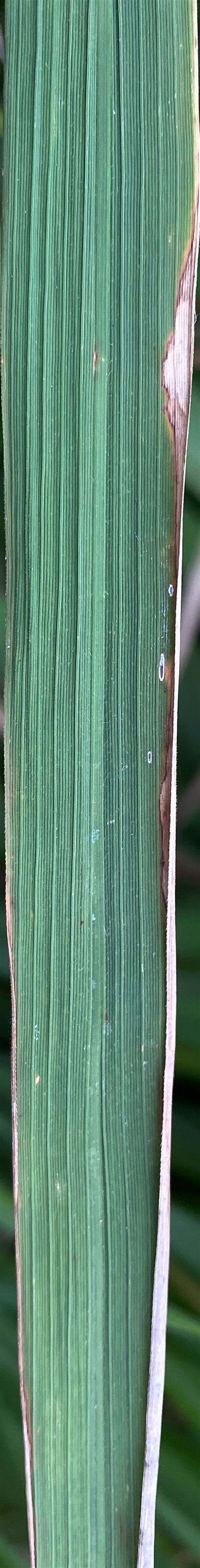 Nutrient Detection In Paddy Object Detection Model By Deficiency Nutrient In Plant