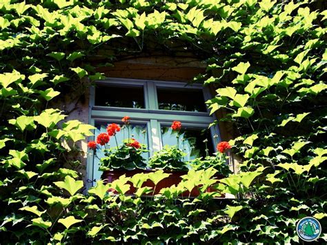 Nature Is Calling And It Wants Your Yard Back Pruning Timing And Tips