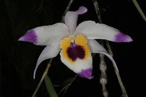 Dendrobium Falconeri Alchetron The Free Social Encyclopedia