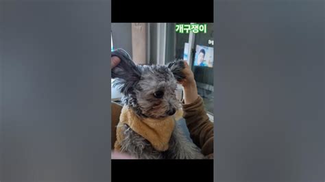 개구쟁이 Youtube