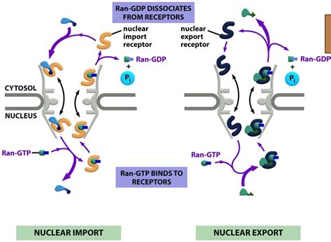 Solved Ran Gdp Dissociates From Receptors Nuclear Nuclear Import