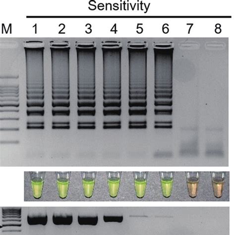 Sensitivity Evaluation Of Reverse Transcription Loop Mediated