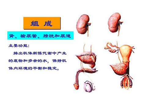 泌尿系统课件word文档在线阅读与下载无忧文档