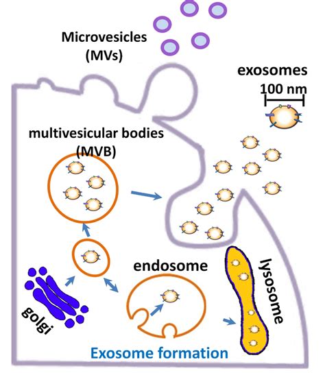 Microfluidic Technologies Lifting The Veil Of Exosomes MedCrave Online