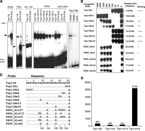 Novel Pax6 Binding Sites In The Human Genome And The Role Of Repetitive