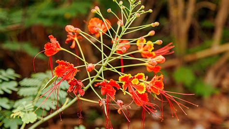 The Inflorescence And The Flower Practice Khan Academy
