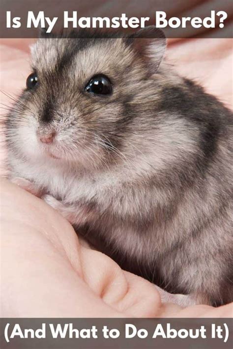 Robo Dwarf Hamster Sleeping