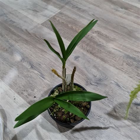 Dendrobium Benizuru Treasure The Orchid Patio