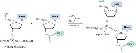 287 Dna Synthesis Organic Chemistry Openstax