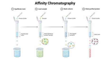Affinity Chromatography Principle Parts Steps Uses