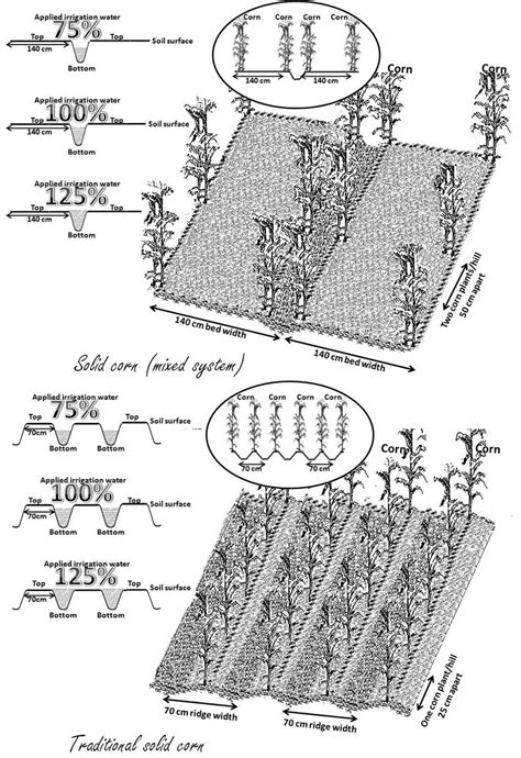 Intercropping Soybean With Corn And Solid Cultures Of Both Crops