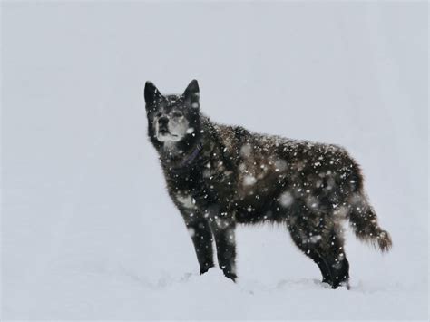 Will You Tell Me Juno Footloose Diary