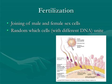 Sources Of Variation During Meiosis Ppt Download
