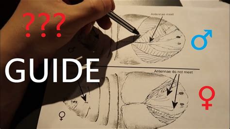 How To Sex Moth Cocoons A Guide Ft Attacus Atlas Youtube