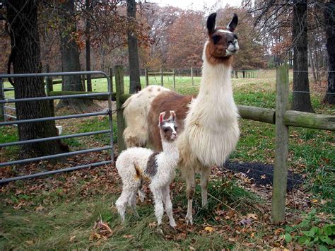 Newborn Llamas