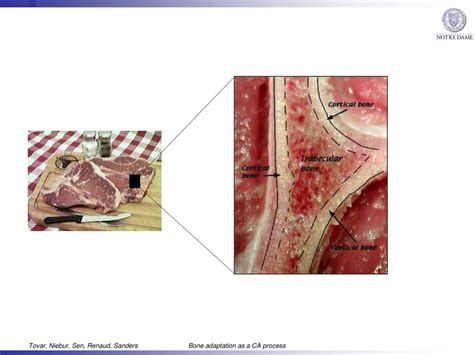 Ppt Bone Structure Adaptation As A Cellular Automaton Optimization Process Powerpoint
