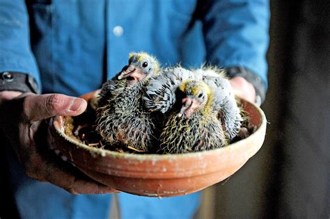 The Elusive City Squab The New York Times The Elusive City Squab The New York Times