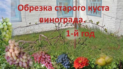 Обрезка старого винограда, обрезка запущенного винограда - YouTube