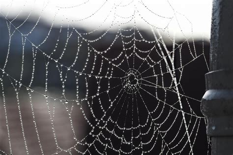 Spider Web Dew Free Photo On Pixabay