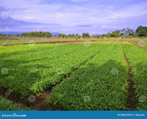 Water Spinach Vegetable Plantation In Bogor Indonesia This Water Spinach Is Still A Seed To Be