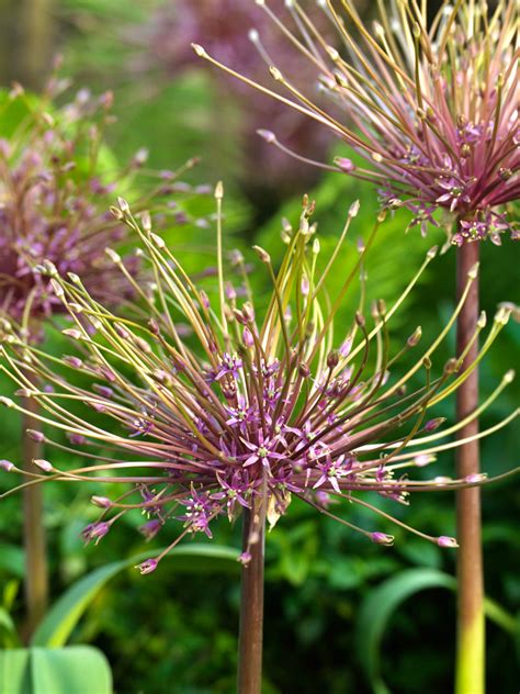 Allium Schubertii Bulbs Dutchgrown™ Buy Online Fresh From Our Farm