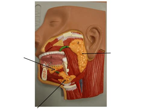 Salivary Glands Model Labeled Salivary Glands Model Labeled