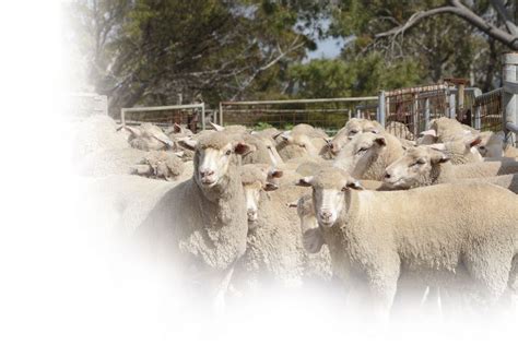 Feed Efficiency Genetics And Dietary Factors In Sheep Production