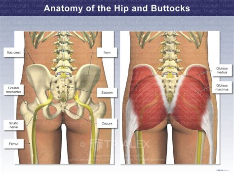 Anatomy Of The Hip And Buttocks