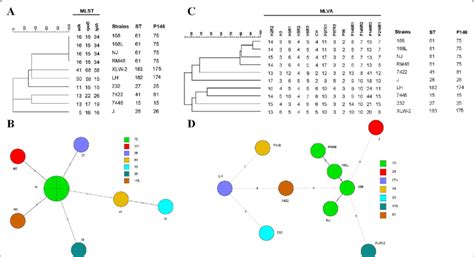mlst p146 and mlva based dendrograms a mlst and p146 based