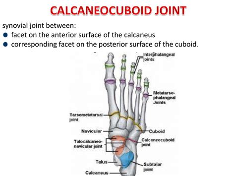 Joints Of The Lower Limb Ppt Download