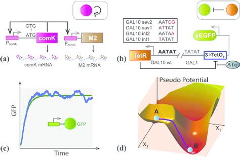 Stochasticity In Gene Circuits A Schematic Diagram Of Regulation In
