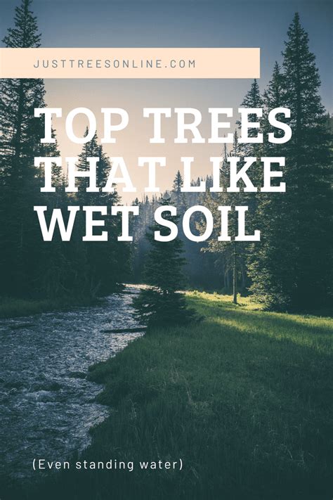 Top Trees That Like Wet Soil Even Standing Water Just Trees Online