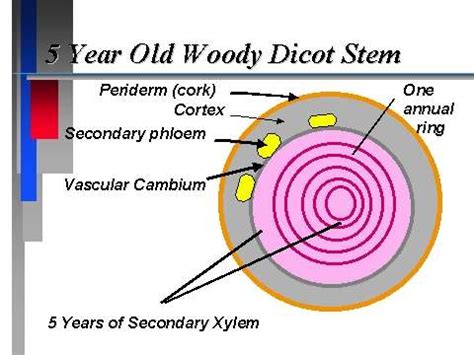 Xylem Functions Definition And Structure In Plants Jotscroll