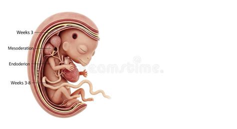 Detailed Illustration Of A Human Embryo At 8 Weeks Of Development