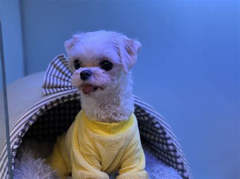 말티즈 뽀삐 책임분양 코리안숏헤어 비숑프리제분양 치와와분양 고양이보호소 광주유기견보호센터 광주광역시유기견보호센터 유기견보호센터