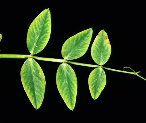 Trace Elements In Plant Nutrition Ii Zinc And Manganese Deficiencies Van Iperen International