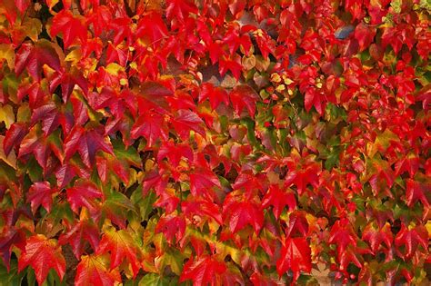 가을 단풍 황금빛 가을 이파리 화려한 빨간 주황색 플로라 Piqsels