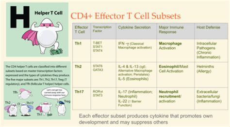 T Cell Activation And Differentiation I II Flashcards Quizlet