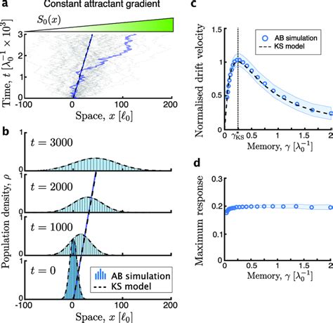 Comparison Of Agent Based Numerics And Keller Segel Approximation In Download Scientific