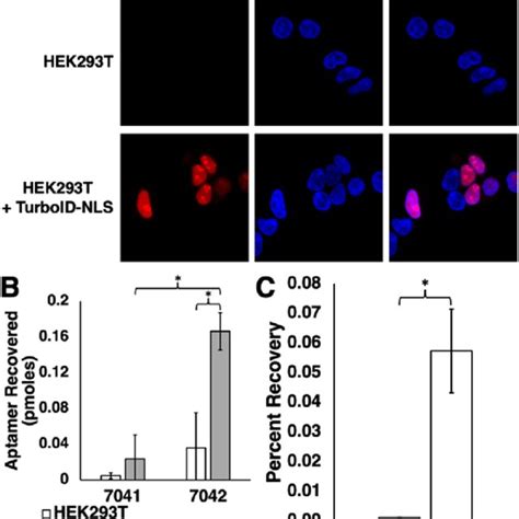 Amine Modified Aptamers Can Be Specifically Captured After Turboid