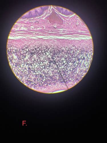 Histology Lab Practical Flashcards Quizlet