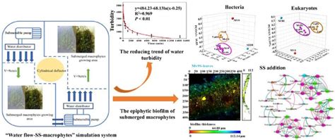 interactions between suspended sediments and submerged macrophytes