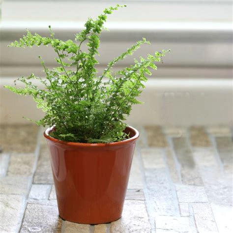 Types Of Potted Ferns