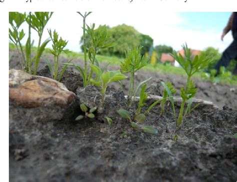 Figure 2 From Plant Root Exit Point Search Algorithm For Weed Control Applications In Organic