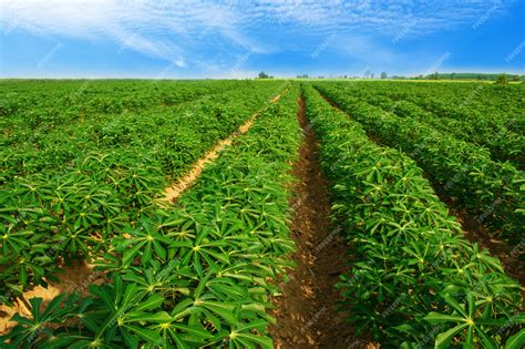 Premium Photo Cassava Plantation Northeast Of Thailand