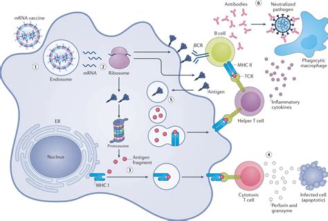 Enzymes For Mrna Synthesis Mrna Enzymes For Ivt And Capping Kactus
