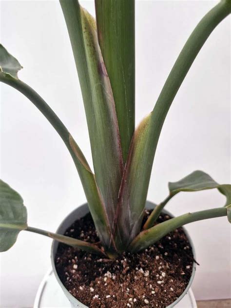 خرید نخل نیکولای بهترین قیمت و کیفیت گیاه زینتی پرنده بهشتی