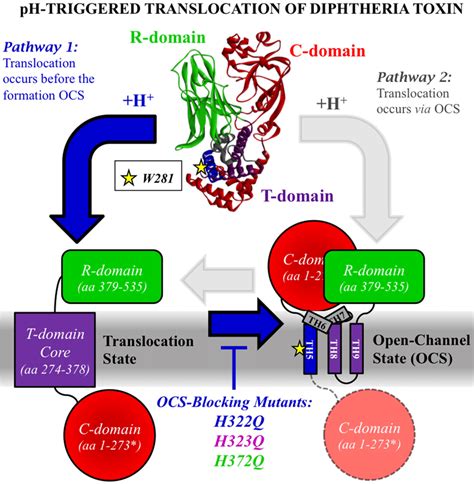 Schematic Representation Of Two Possible Pathways For The Translocation Download Scientific