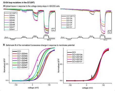 S3 S4 Loop Mutations In The Cc1 Starting Construct A Hek 293