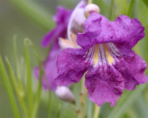 Chilopsis Linearis And Cultivars Plantright